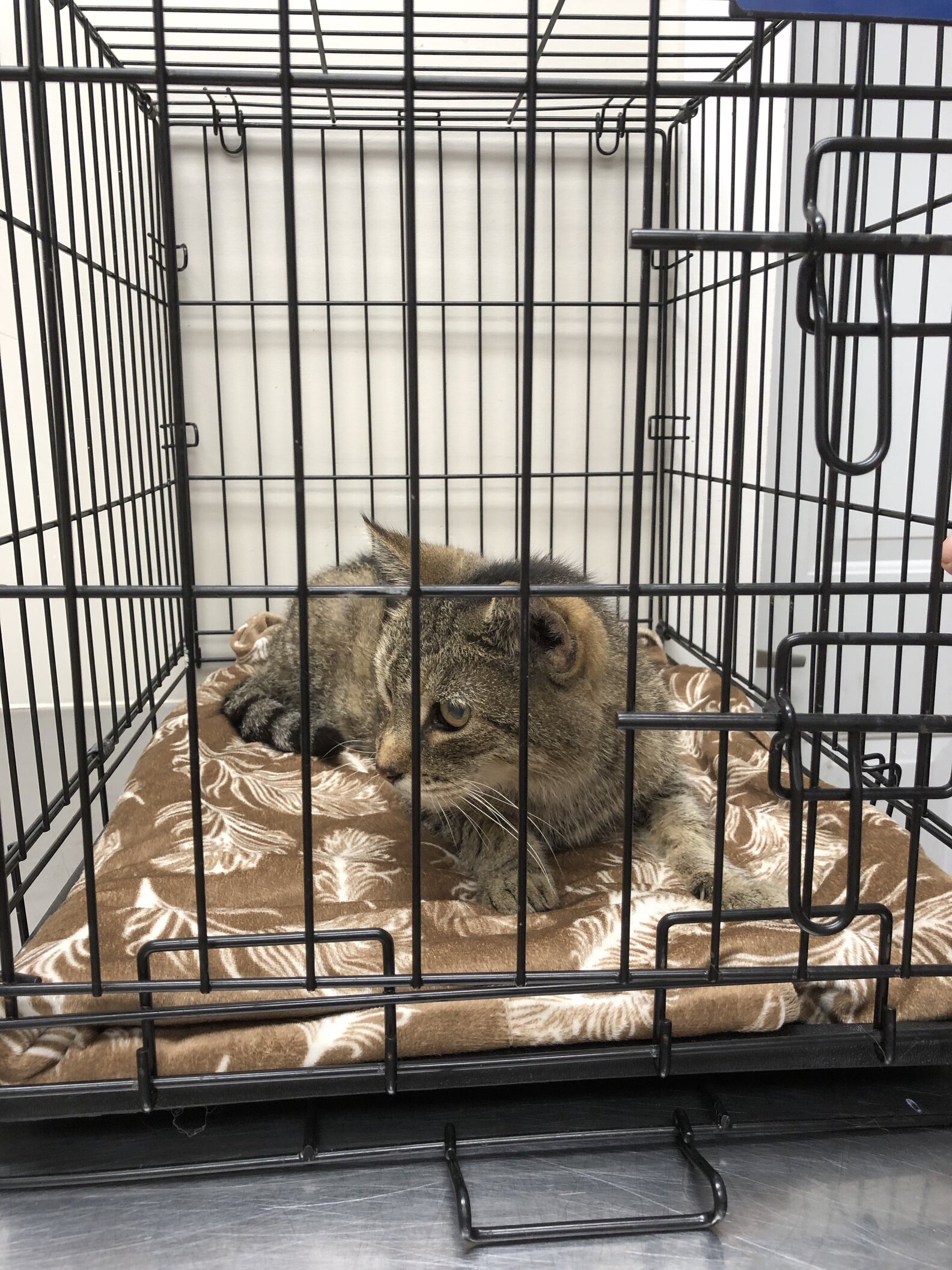 Cat Reunited With Family After 11 Years - The Dodo