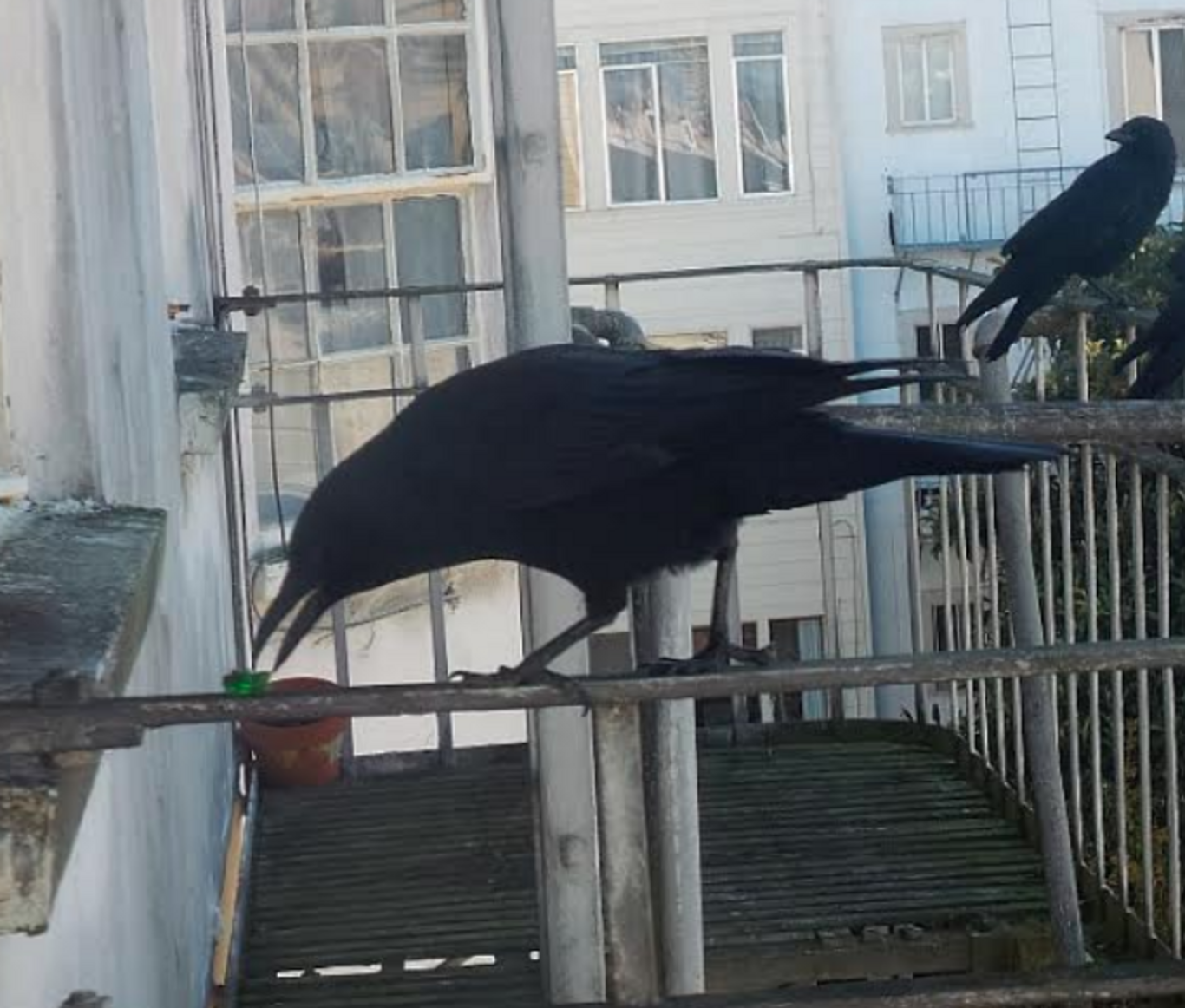 Crows Keep Bringing Presents To Woman Who Is Kind To Them - The Dodo