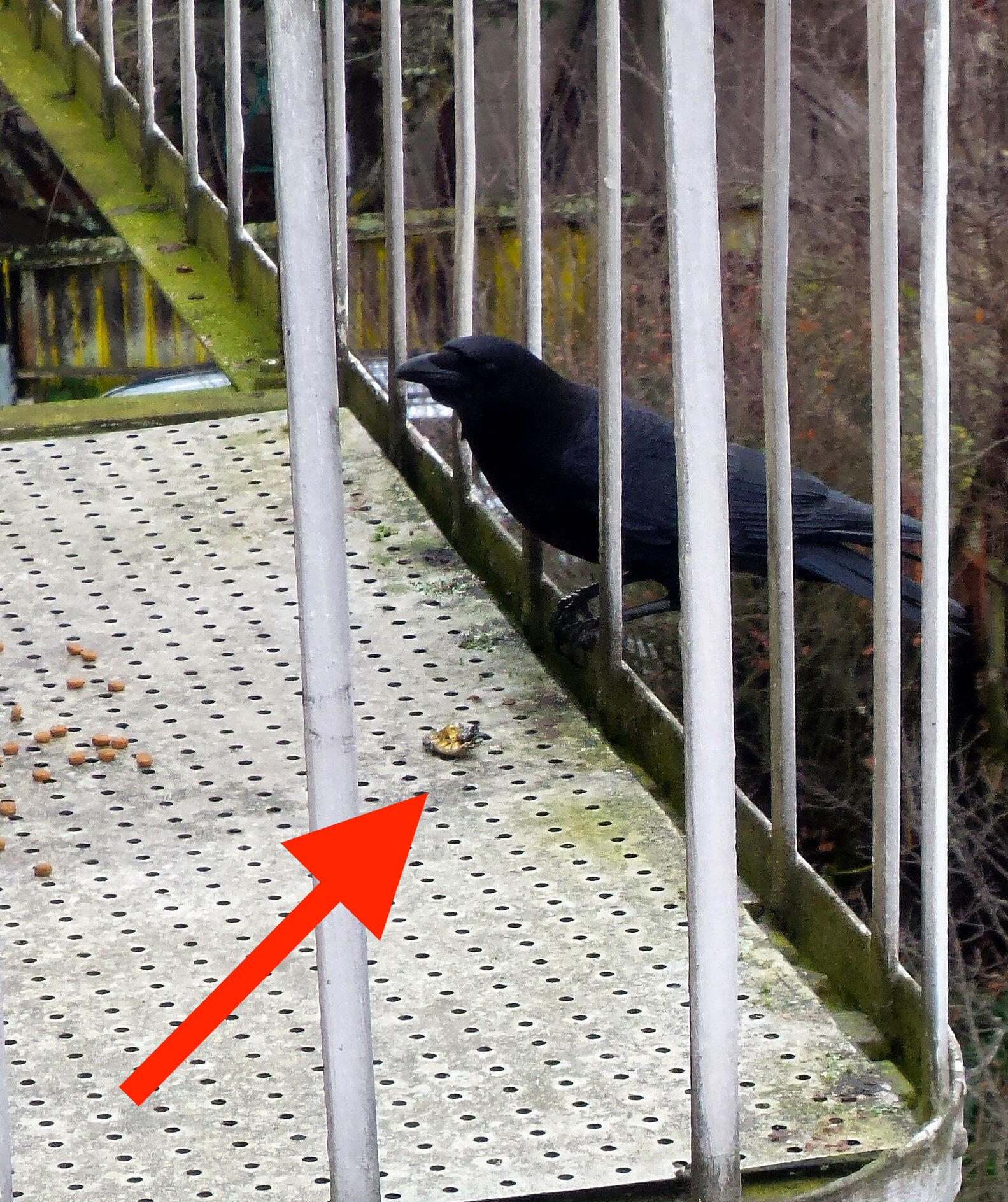 Crows Keep Bringing Presents To Woman Who Is Kind To Them - The Dodo