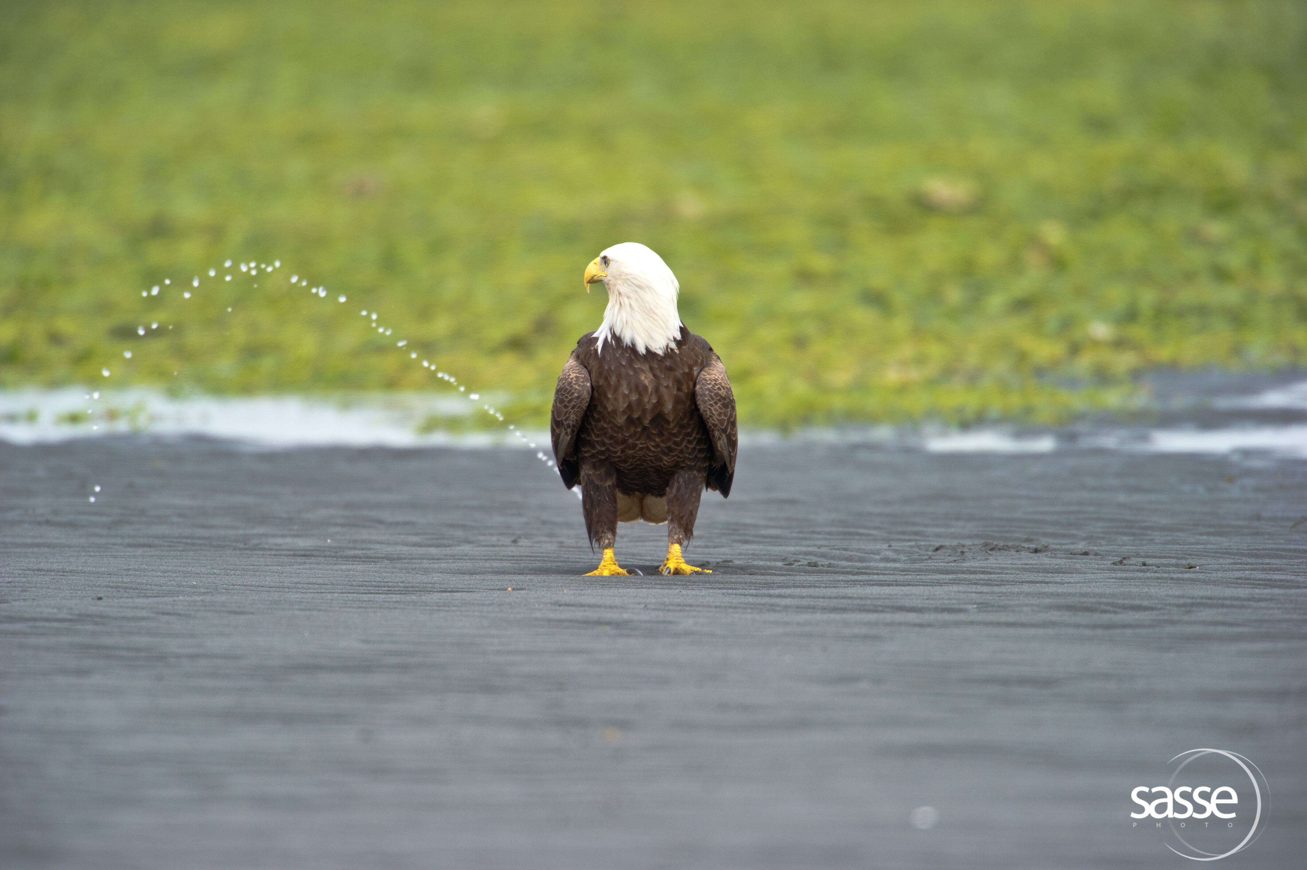 Photographer Captures Bald Eagle 'Peeing' But It's Not What It Seems ...