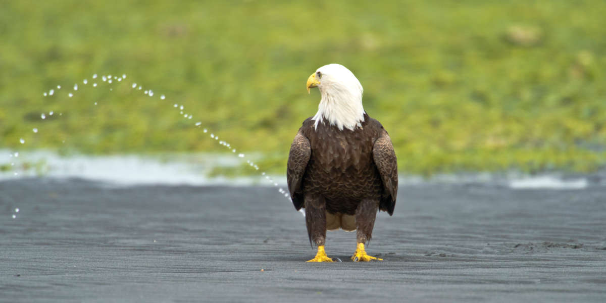 Photographer Captures Bald Eagle 'Peeing' But It's Not What It Seems ...