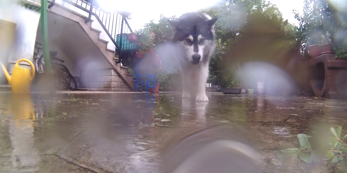 Dog Steals Time-Lapse Camera - The Dodo