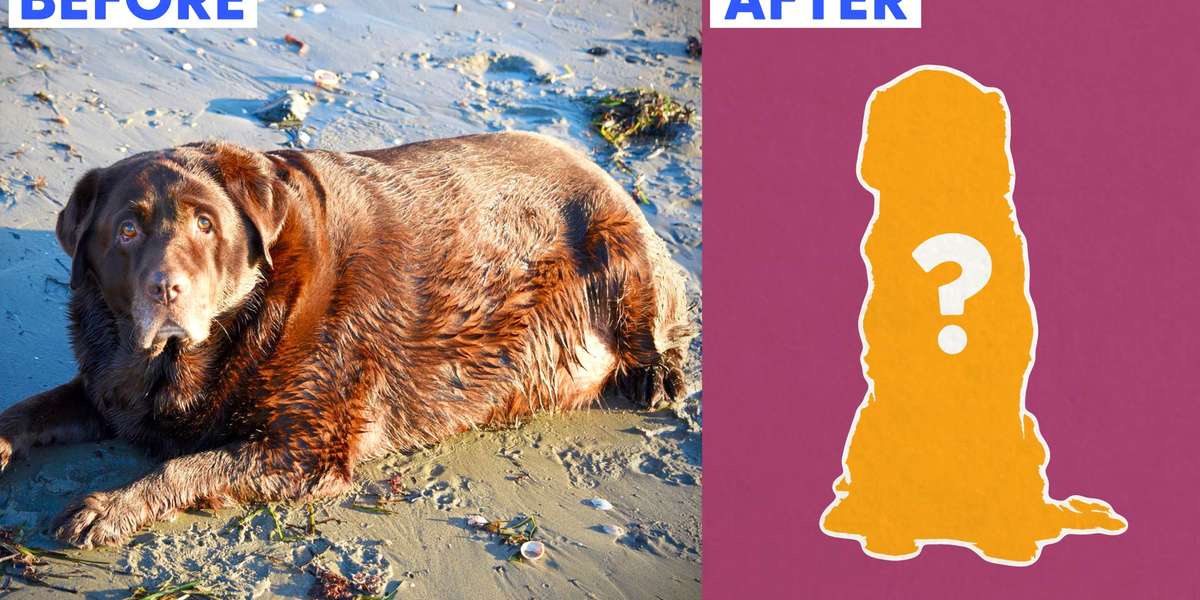 Top 5 Dog Weight Loss Transformations - Videos - The Dodo