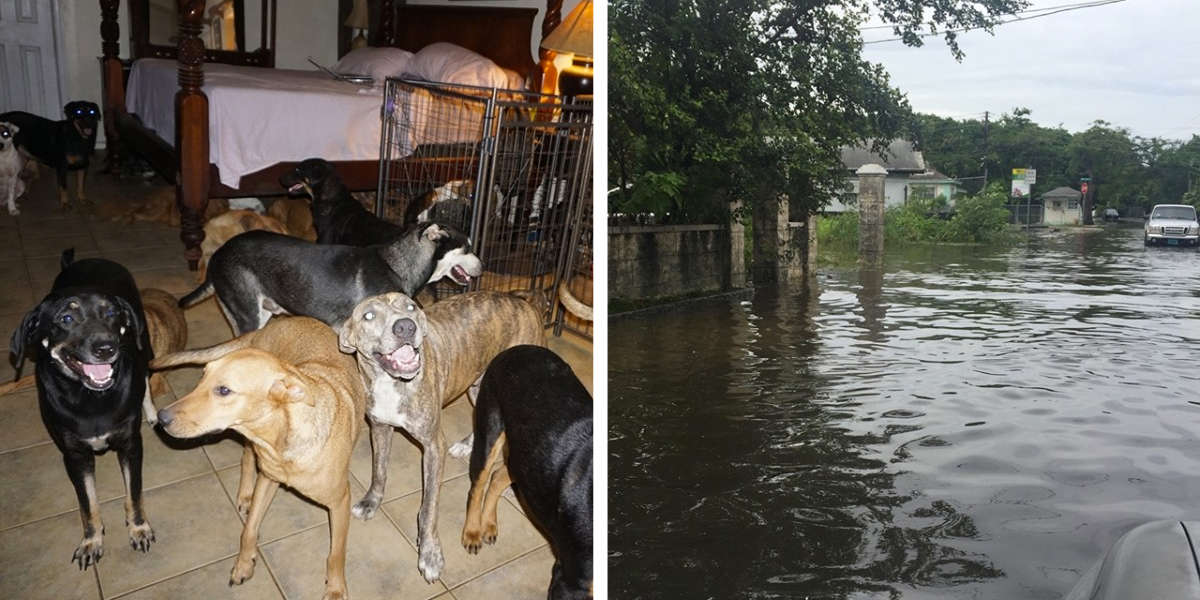 Woman In Bahamas Takes In 97 Stray Dogs, Saving Them From Hurricane ...
