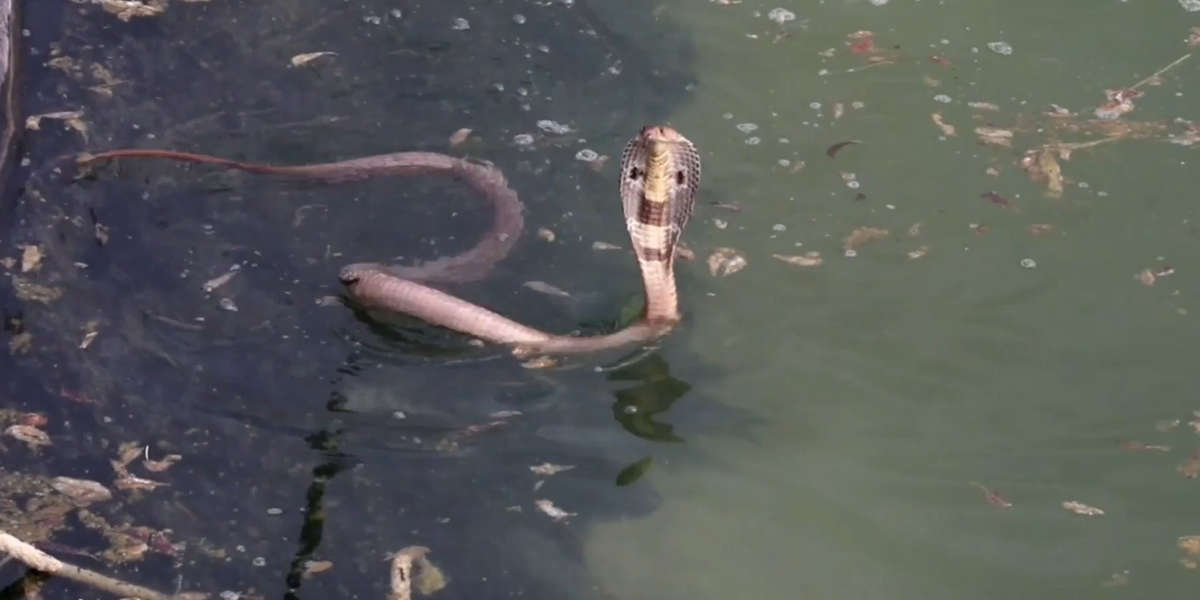 Guy Risks His Life To Save Unlikely Animal - Videos - The Dodo