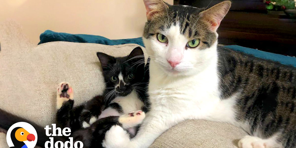 Feral Cat Becomes The Best Foster Dad - Videos - The Dodo