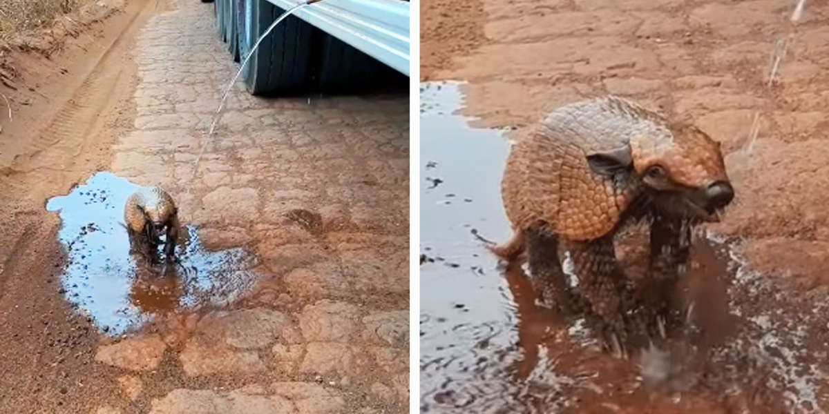 Thirsty Armadillo Is So Happy Someone Stopped To Pour Him A Drink - The ...