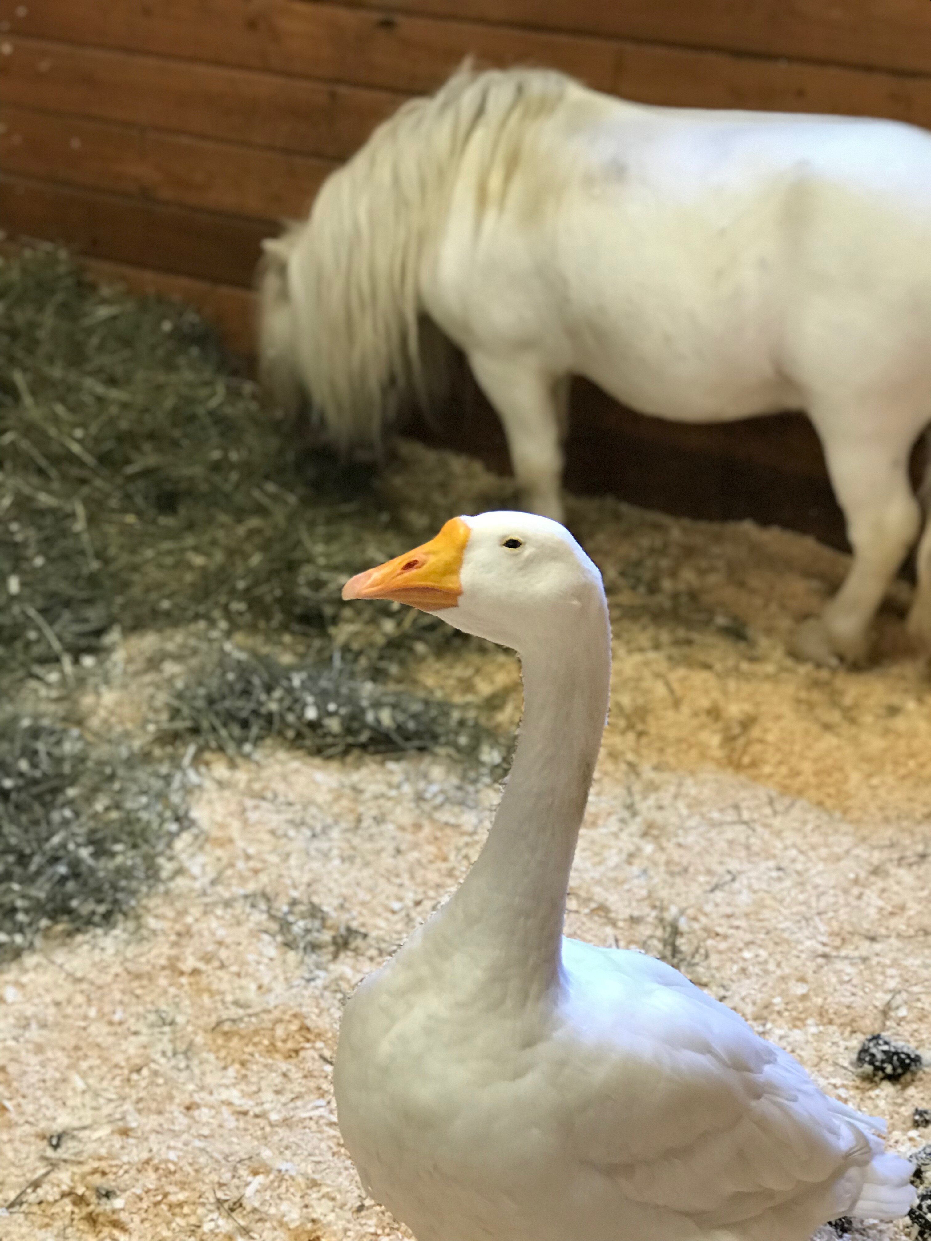 Mini Horse And Goose Best Friends Are Looking For A Home Together - The ...