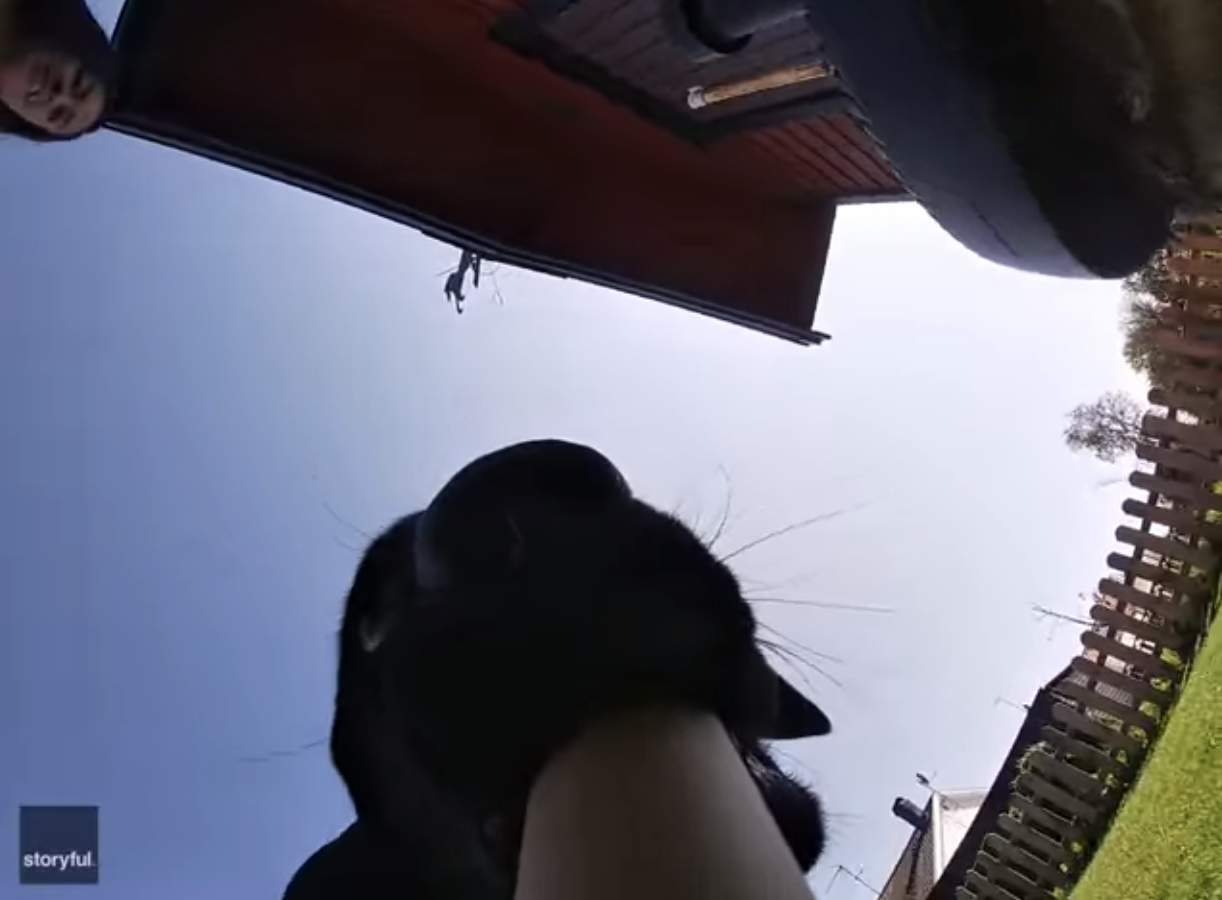 Dog Steals GoPro And Makes A Movie - The Dodo