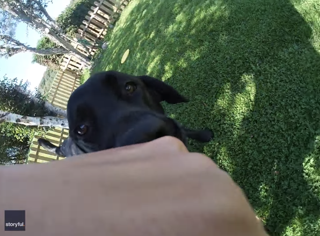 Dog Steals GoPro And Makes A Movie - The Dodo