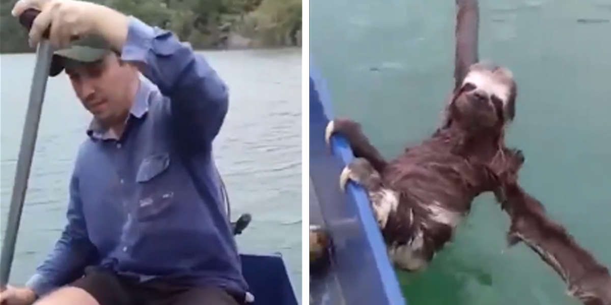Adorable Sloth Out For A Swim Gets Free Ride To Shore - The Dodo