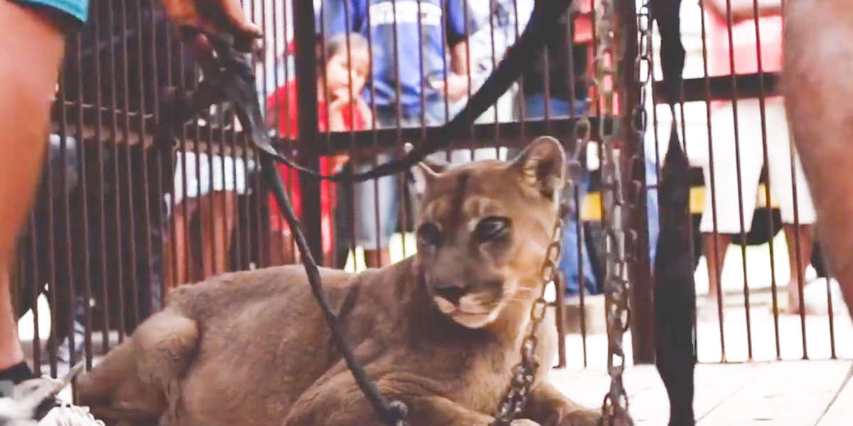 Circus Animals On Their Way To Their New Life - Videos - The Dodo