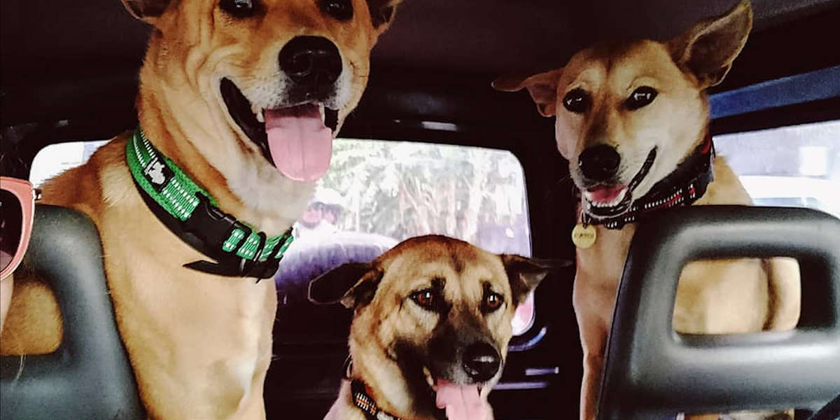 Nothing Makes This Couple Happier Than Adopting Street Dogs - Videos ...