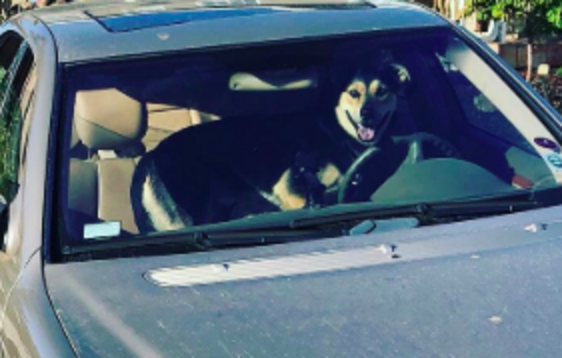 Dog Accidentally Take Car For Joyride Around California Neighborhood ...