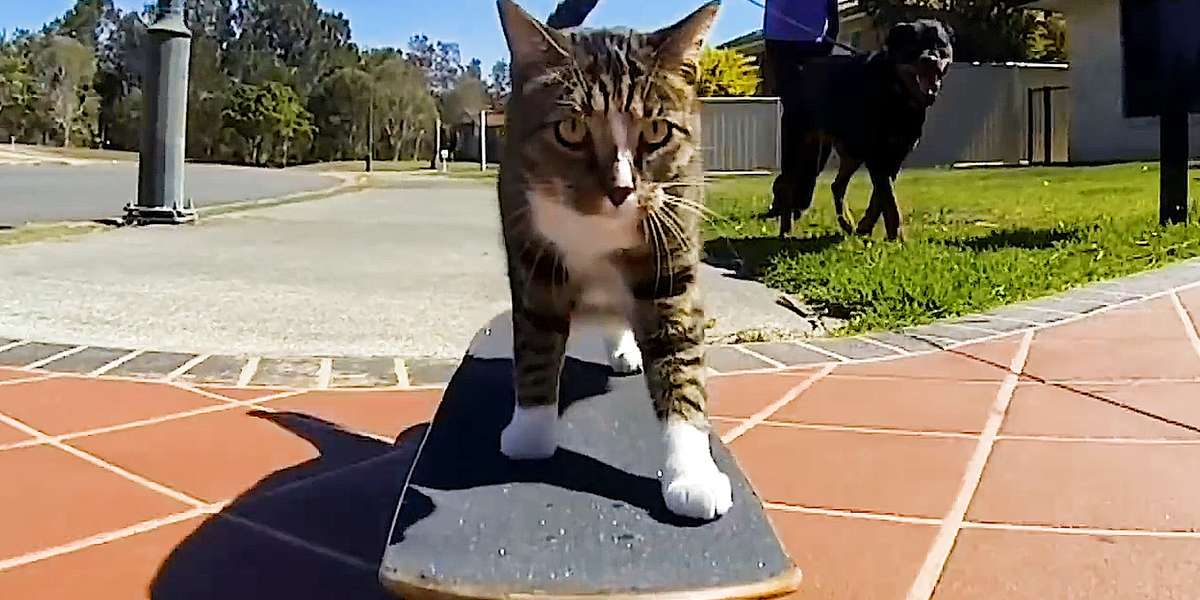 The Most Talented Cats Ever - Videos - The Dodo