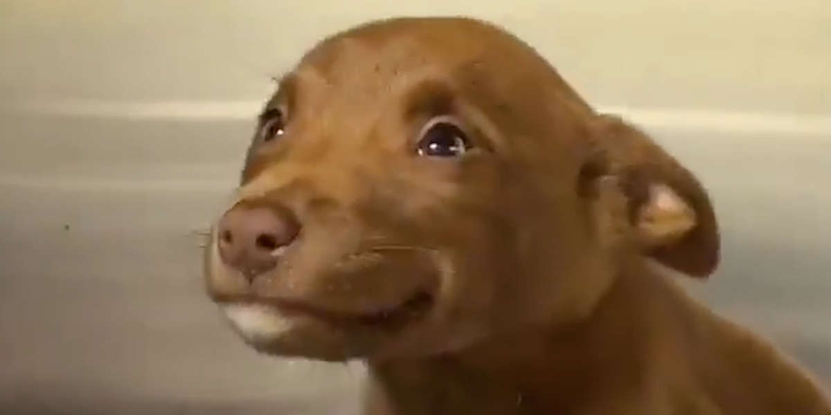 Pittie Puppy’s Adorable Smile Gets Her Adopted - Videos - The Dodo