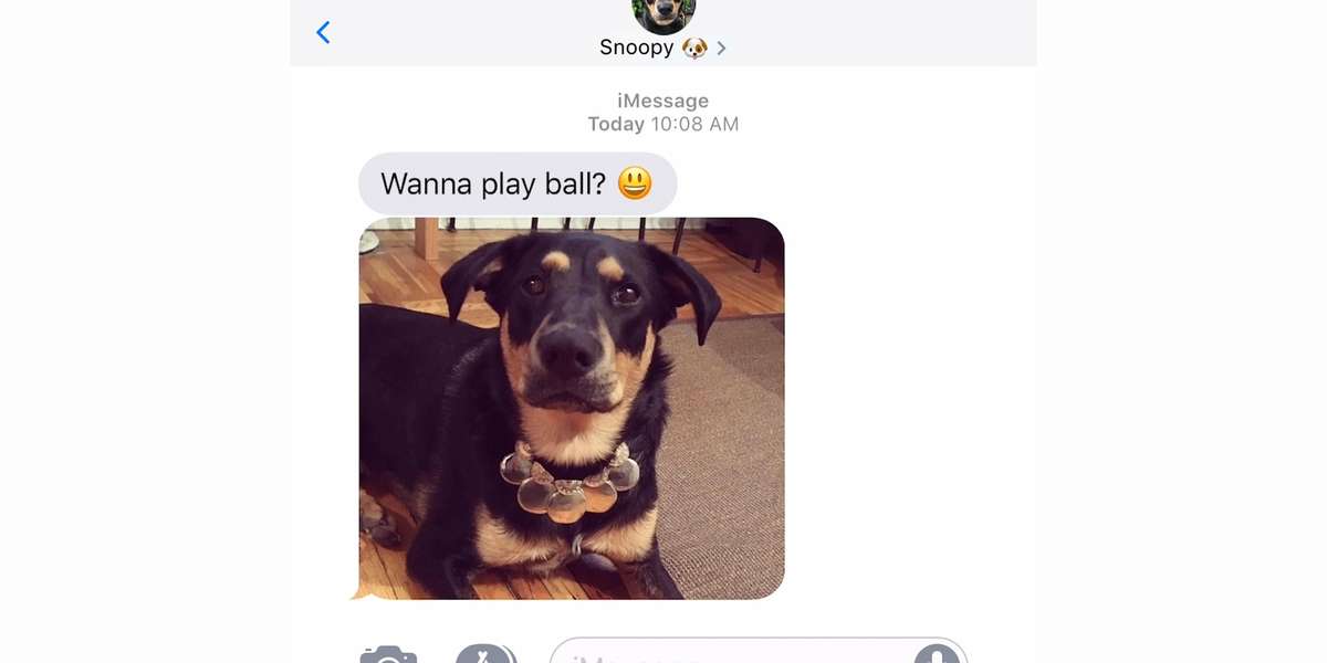 Dog Won’t Stop Texting His Owner - Videos - The Dodo