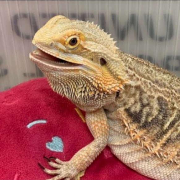 Girl Sneaks Lizard To School For The Sweetest Possible Reason - The Dodo