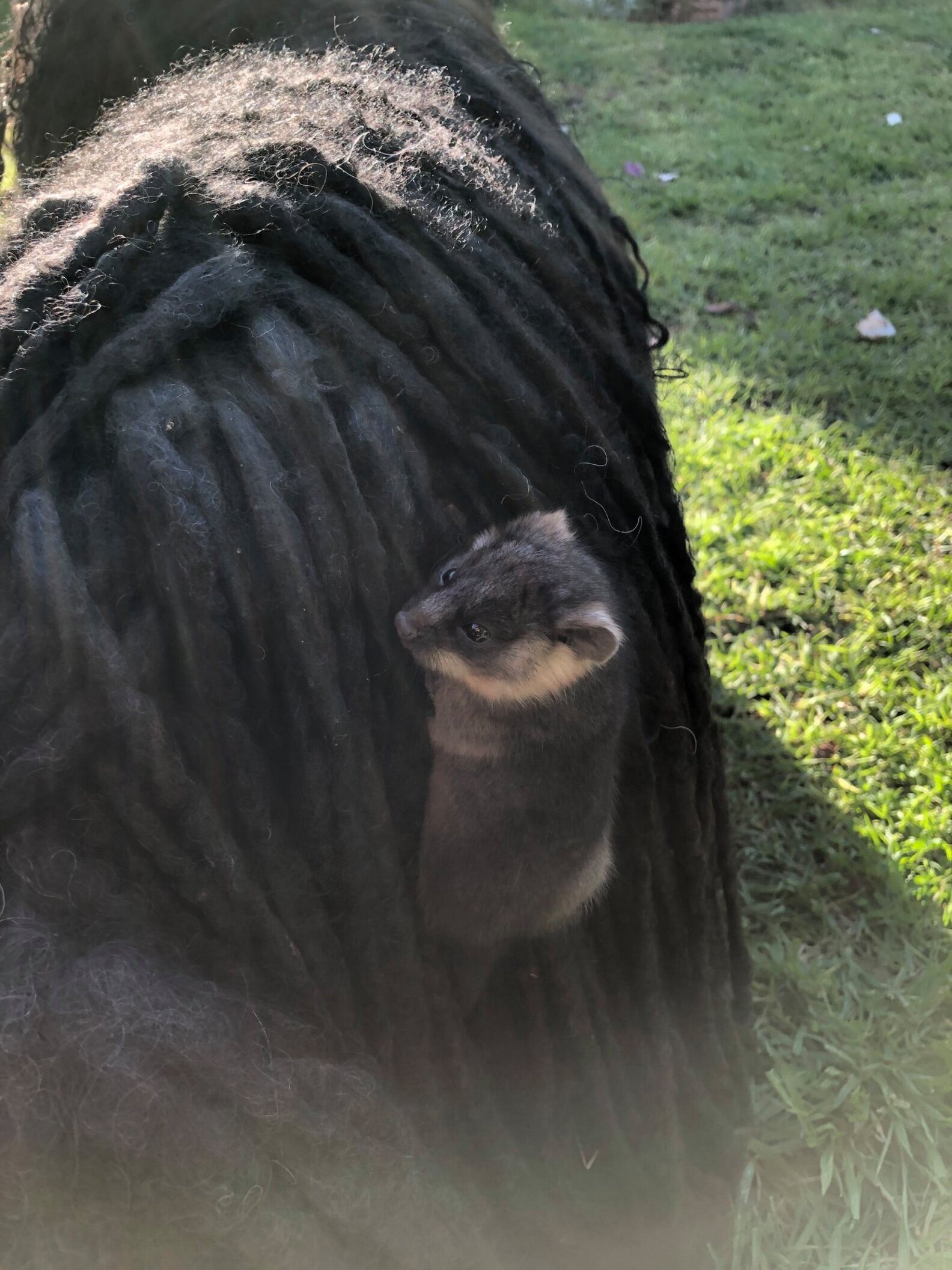 Baby Possum Hitches A Ride On A Dog All The Way To Safety - The Dodo
