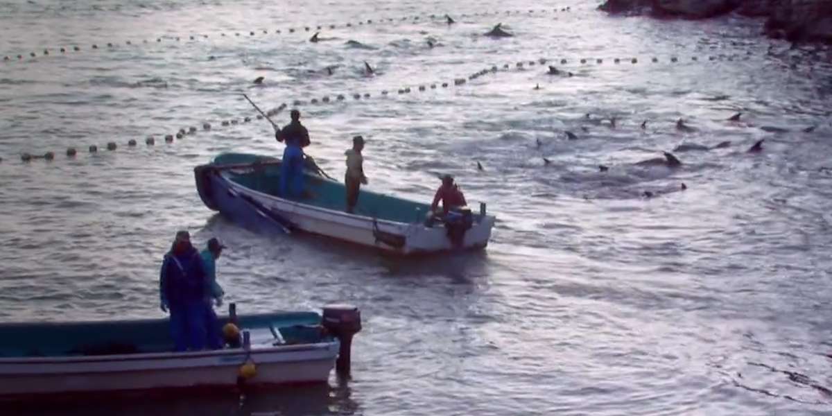 Huge Dolphin Hunt Is About To Start Again - Videos - The Dodo