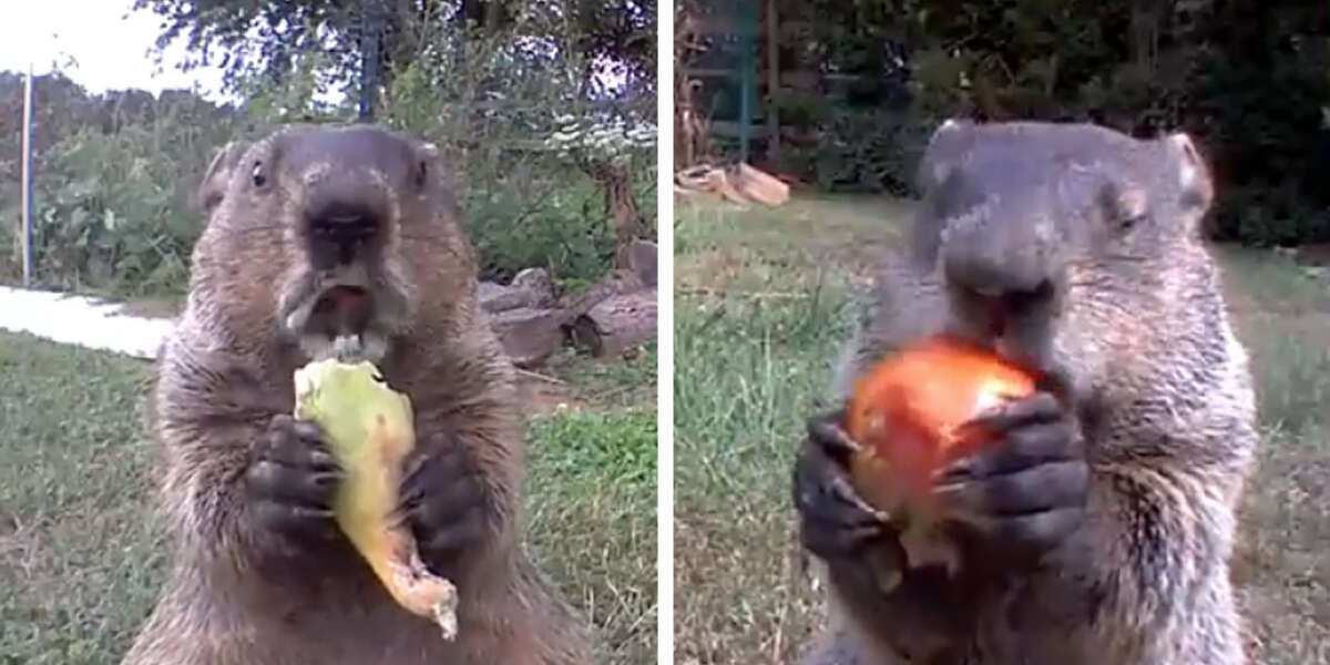 Groundhog Eating My Vegetable Garden | Fasci Garden