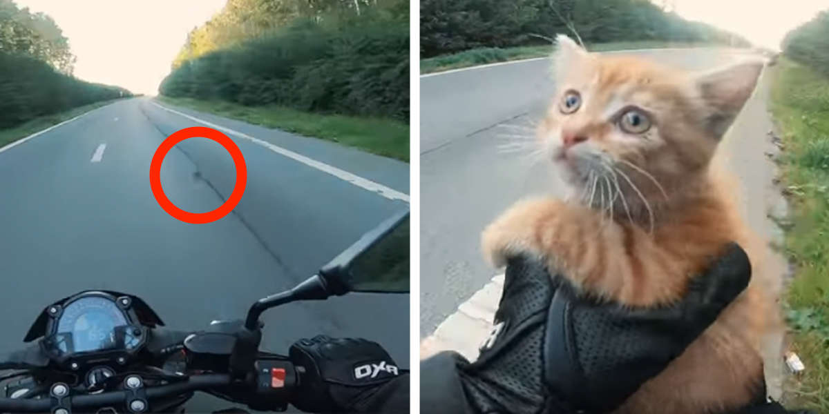 Hero Motorcyclist Stops Traffic To Rescue Kitten In Middle Of Road ...