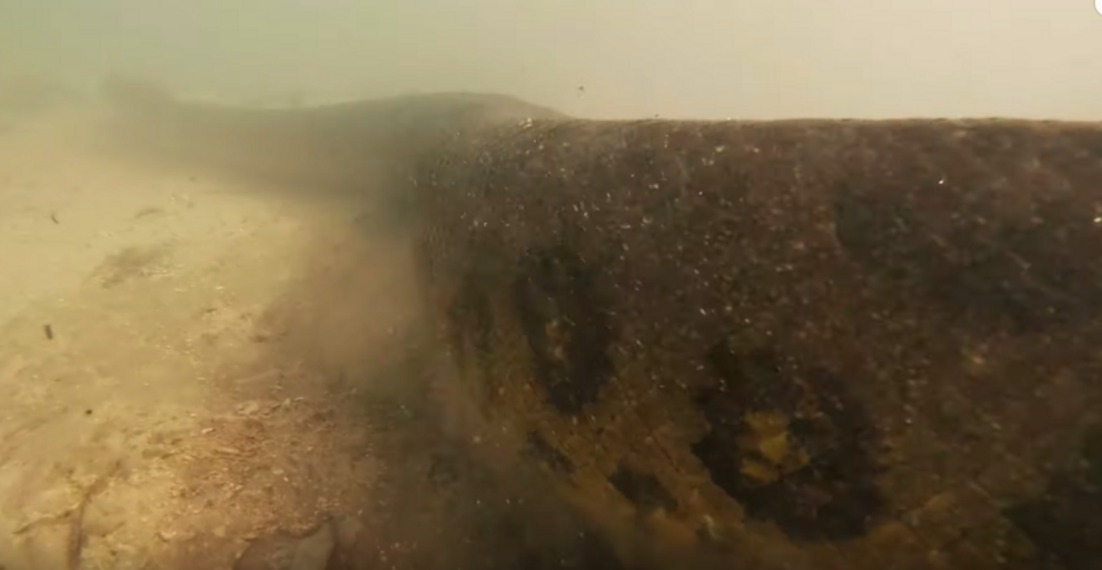Diver Meets A Huge Anaconda In Brazilian River - The Dodo