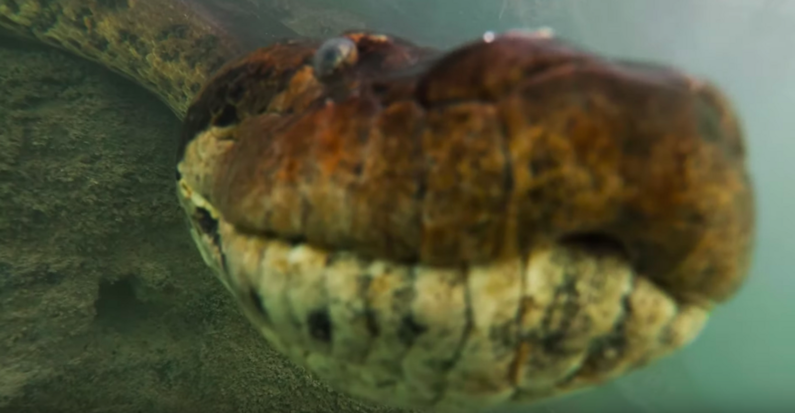 Diver Meets A Huge Anaconda In Brazilian River - The Dodo