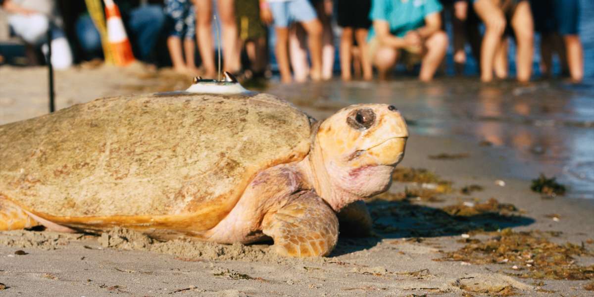 Rescued Giant Sea Turtle Is Thrilled To Swim Back To The Ocean - Videos ...