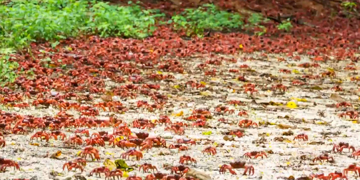 Tiniest Creatures Are Making Their Yearly Journey Across This Island ...