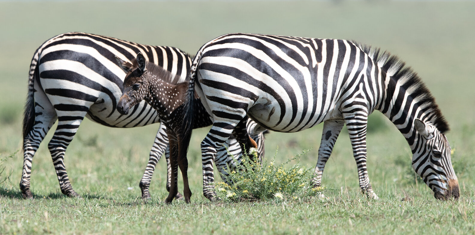 Rare Baby Zebra With Polka Dots Sighted In Maasai Mara, Kenya - The Dodo