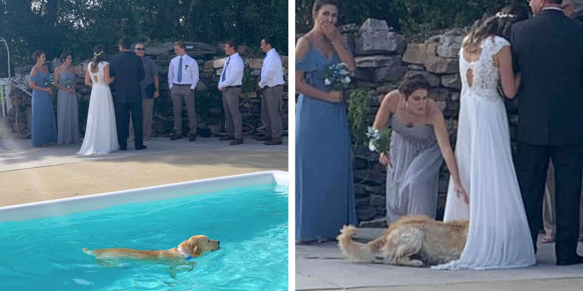 Dog Takes Swim During Wedding And Dries Off On Bride's Dress - The Dodo