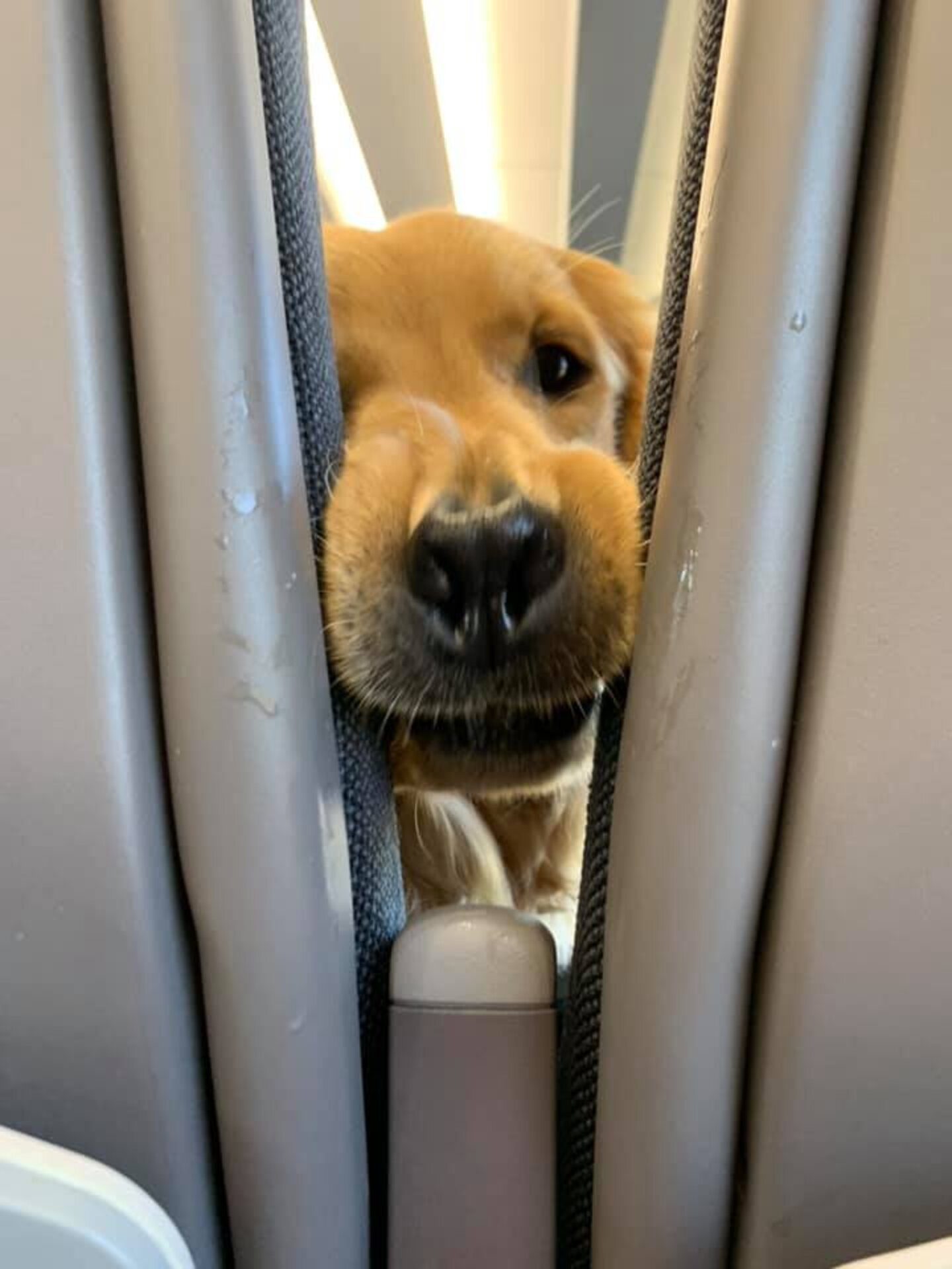 Puppy Entertains Passengers On Flight - The Dodo