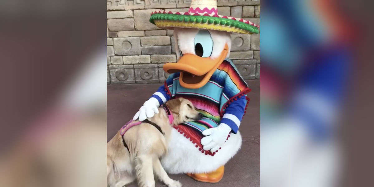 Dog Is So Excited To Meet Disney Character - The Dodo