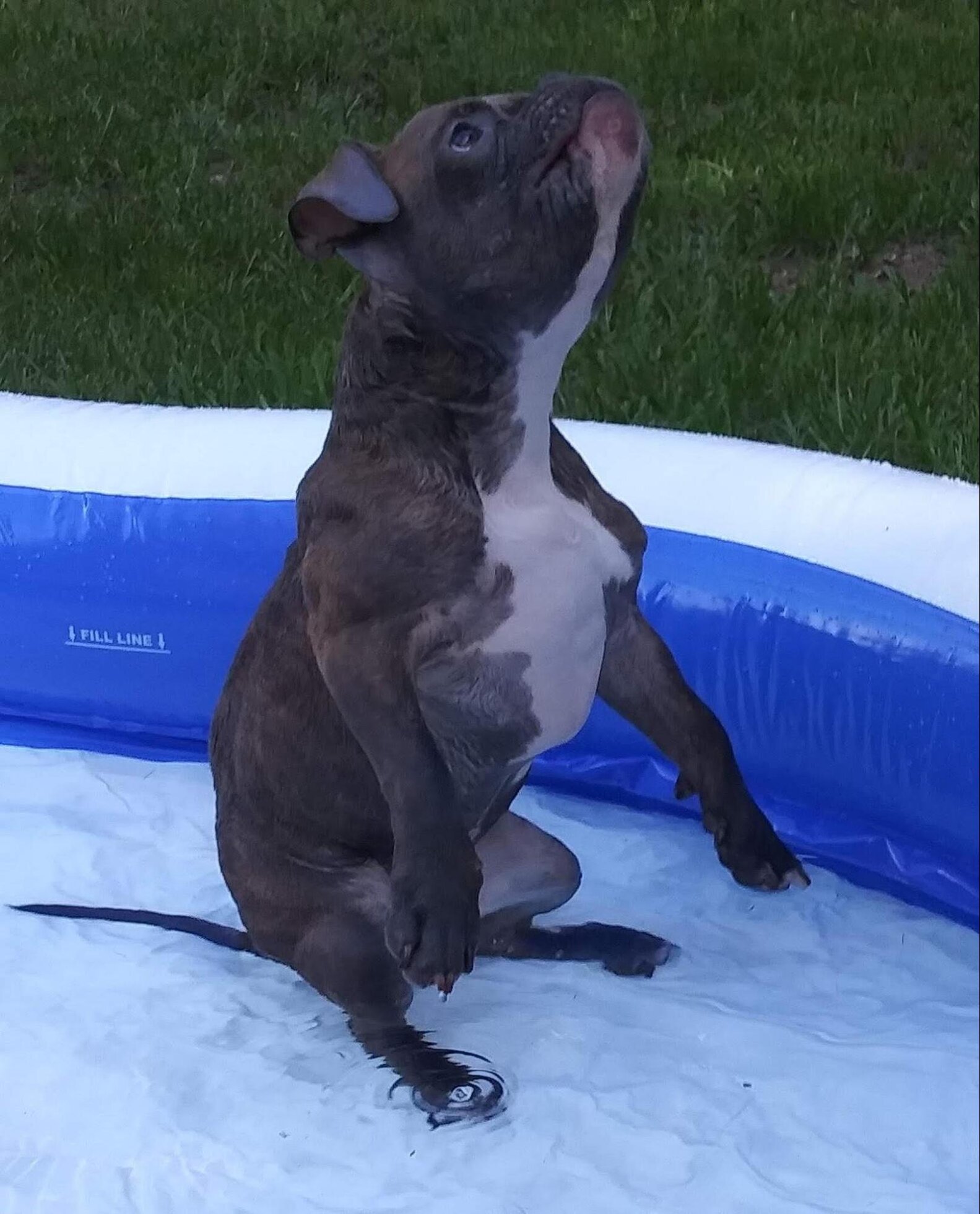 Pit Bull With Dwarfism Is Adopted Into The Best Family - The Dodo