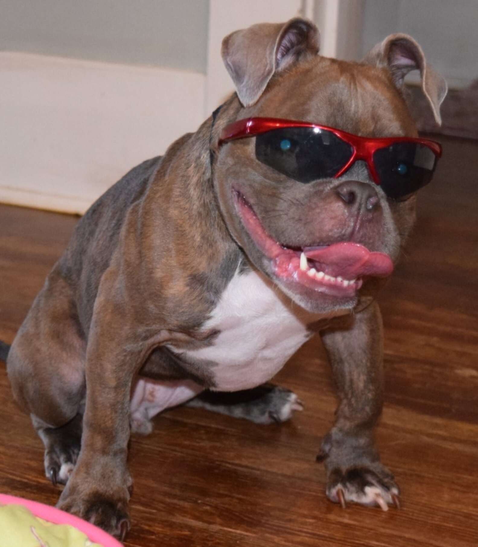 Pit Bull With Dwarfism Is Adopted Into The Best Family - The Dodo