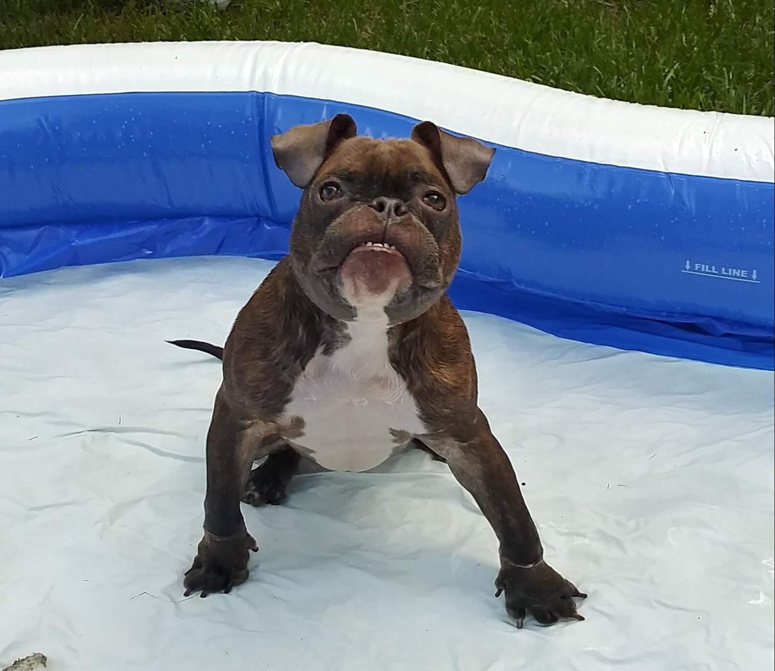 Pit Bull With Dwarfism Is Adopted Into The Best Family - The Dodo