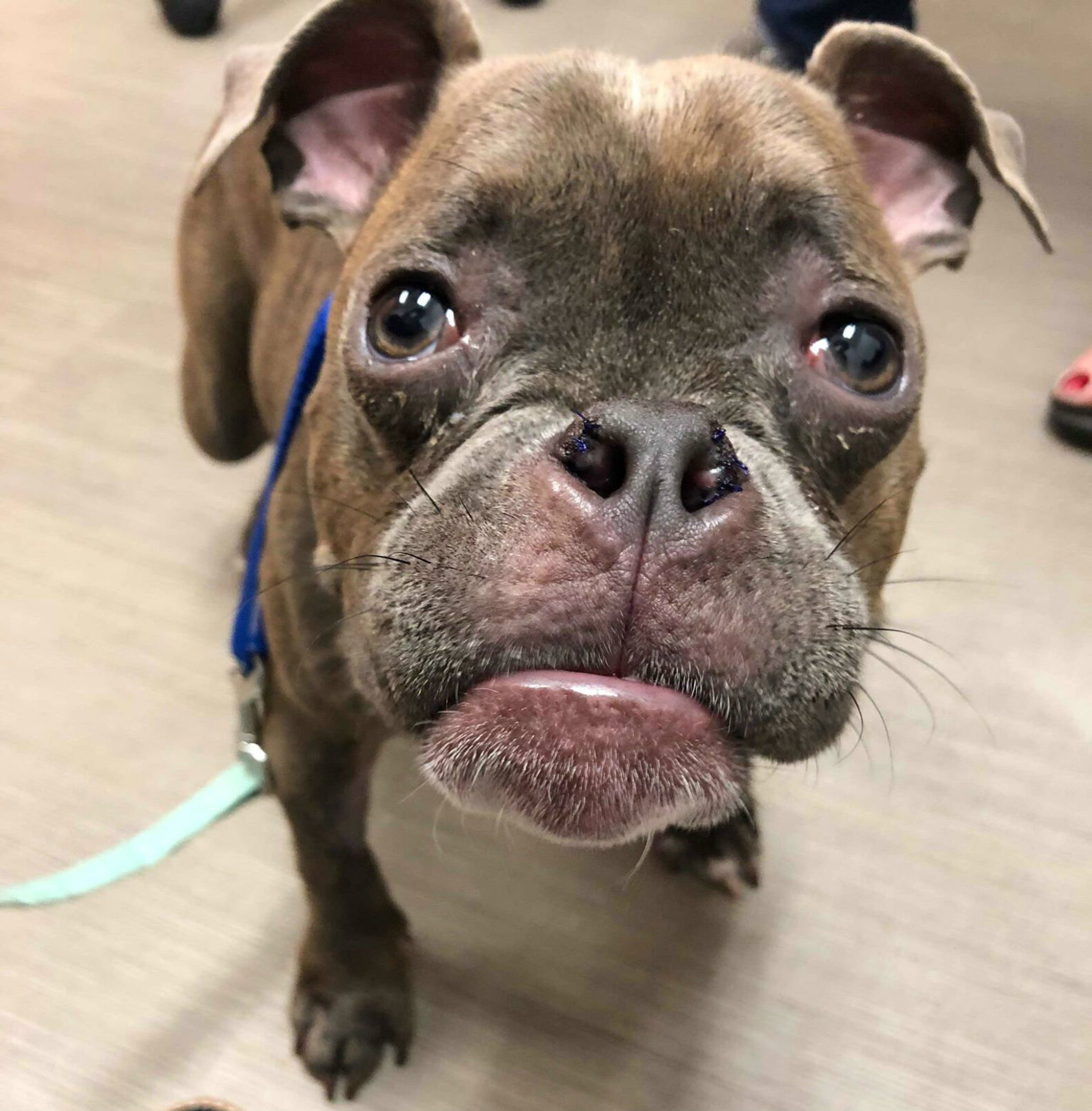 Pit Bull With Dwarfism Is Adopted Into The Best Family - The Dodo