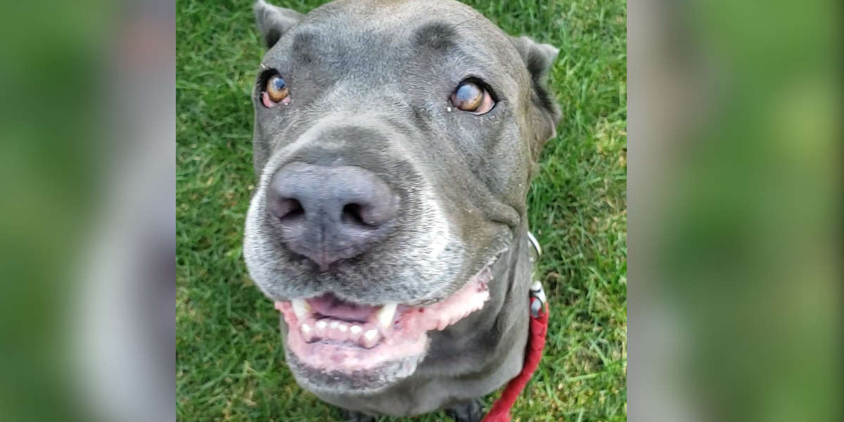 85-Pound Dog Just Wants A Lifetime Of Snuggles - Videos - The Dodo