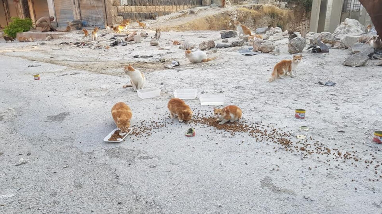 Man Rescues Cats Left Behind In Syrian War Zone - The Dodo