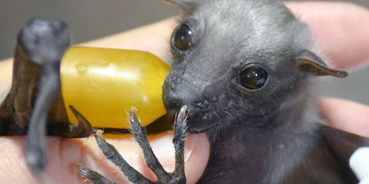 Tiny, Fuzzy Bat Grows Up To Be A Muscleman - Videos - The Dodo