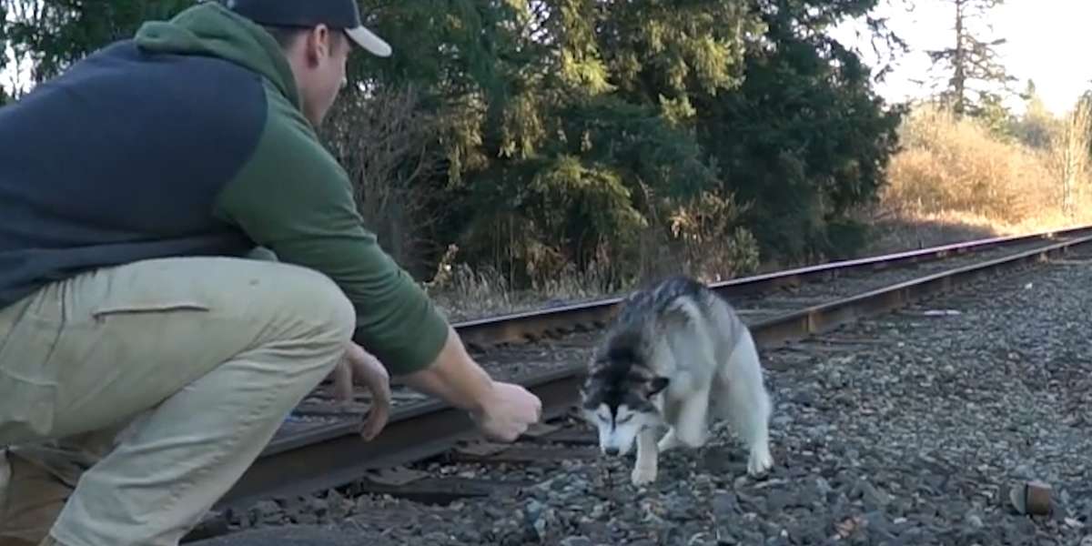 Guy Stops Everything To Save A Lost Dog - Videos - The Dodo