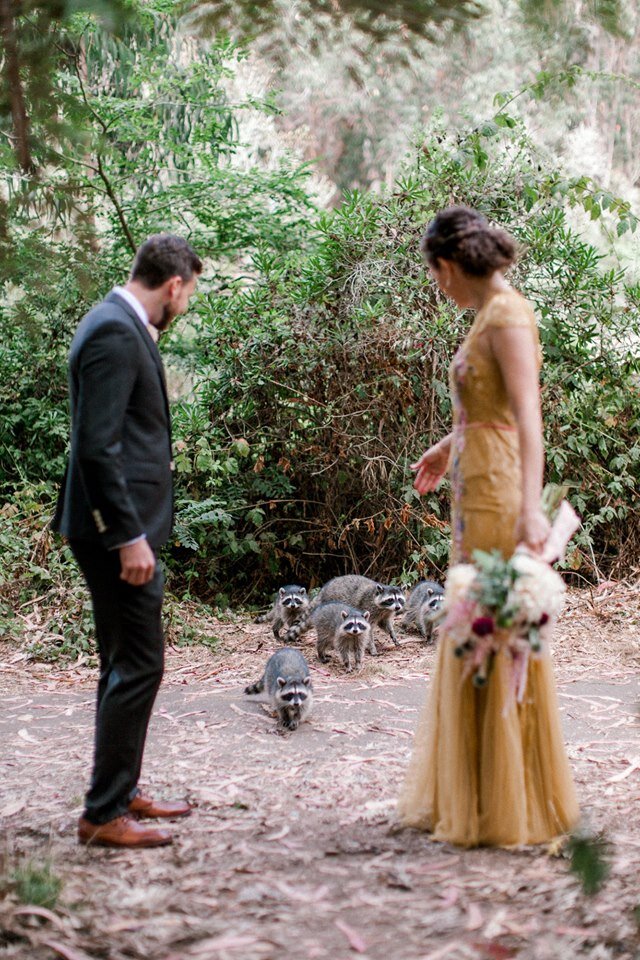 Gang Of Adorable Raccoons Crashes Couple’s Wedding Photo Shoot - The Dodo