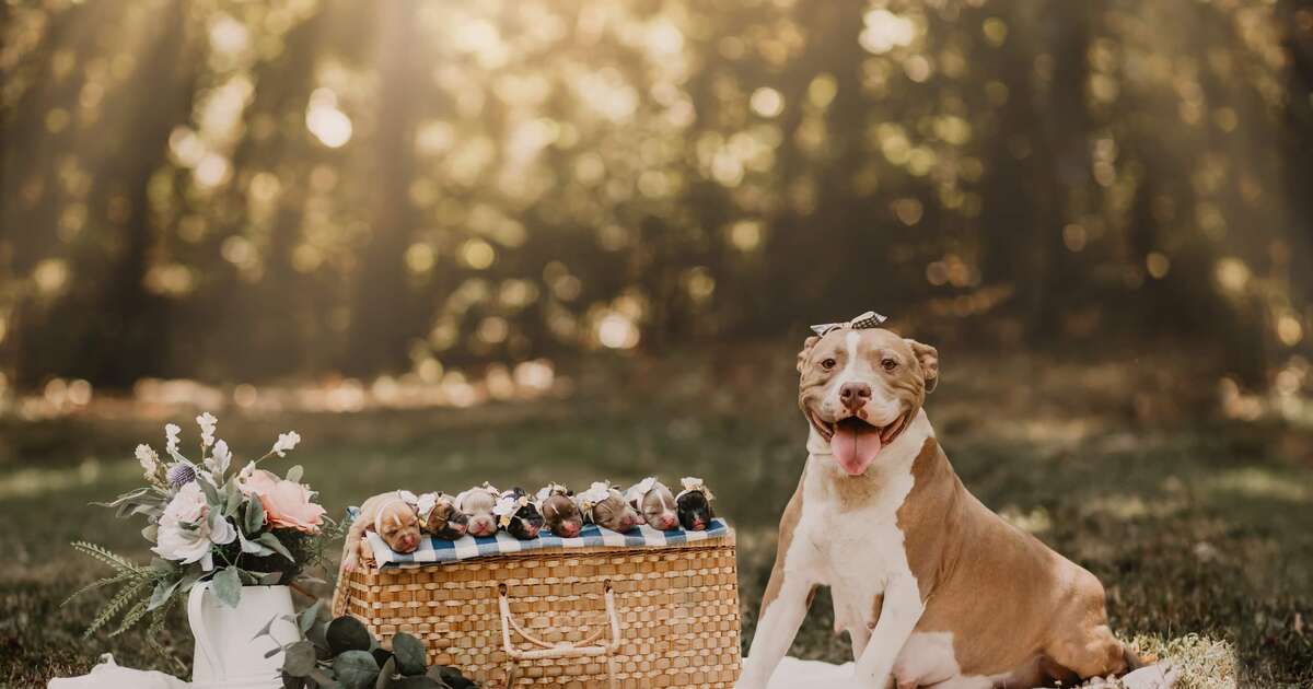 Pregnant Dog Does Cutest Photo Shoot - The Dodo