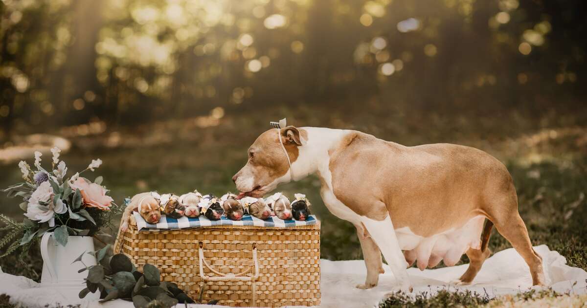 Pregnant Dog Does Cutest Photo Shoot - The Dodo