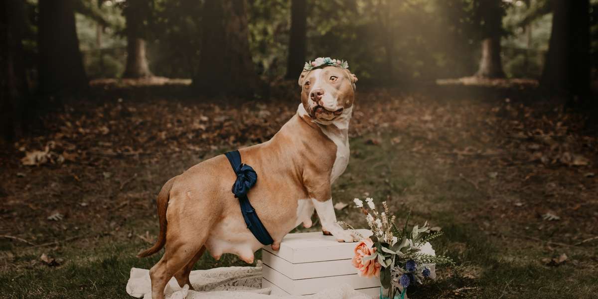 Pregnant Dog Does Cutest Photo Shoot - The Dodo