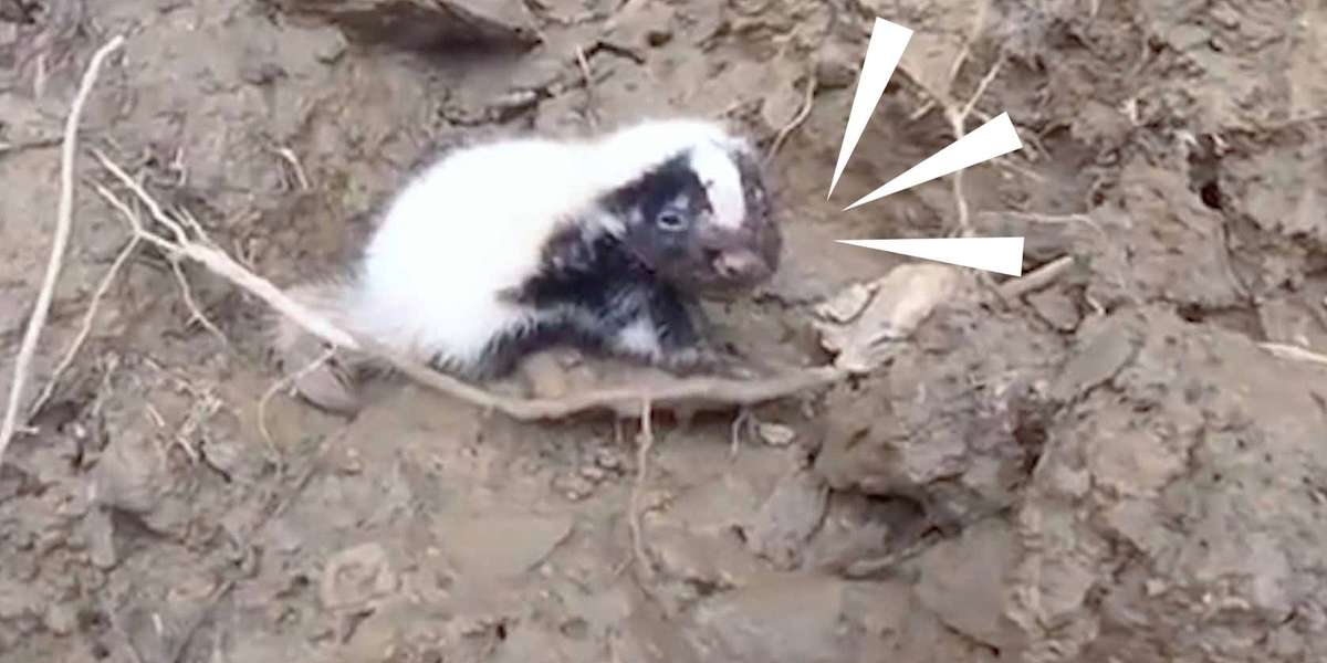 Kayaker Rescues Cutest Baby Skunks Crying for Help - Videos - The Dodo