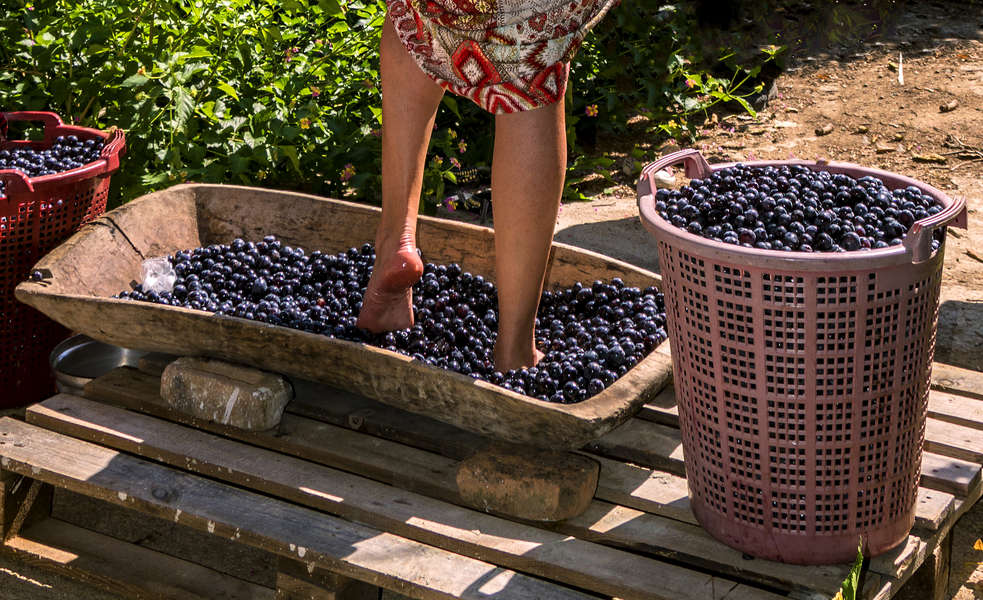 Fall Grape Stomping 2019: Where to Do it in Napa and Across the US ...