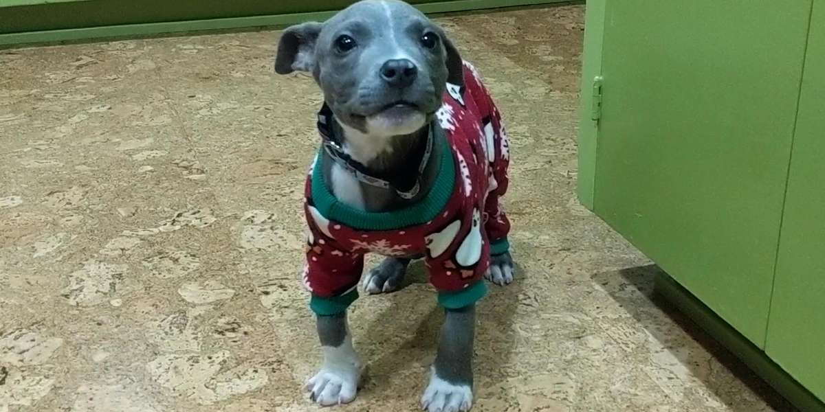 Very Special Pittie Puppy Needs An Extra Special Family - Videos - The Dodo