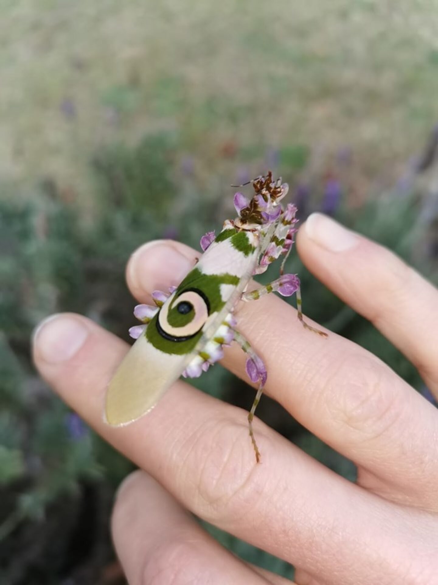 Woman Finds An Incredible Bug Who's Almost Too Beautiful To Be Real ...